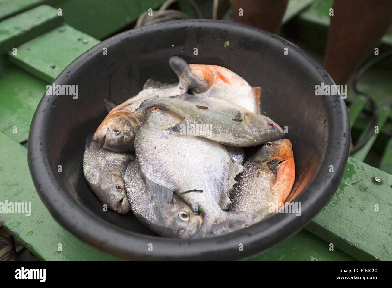 Pacus fish hi-res stock photography and images - Alamy