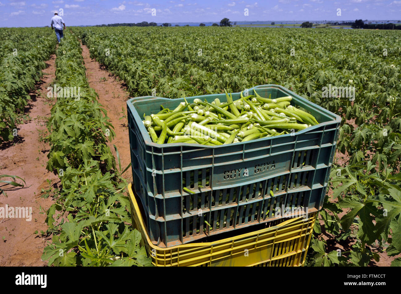 Okra field hi-res stock photography and images - Alamy