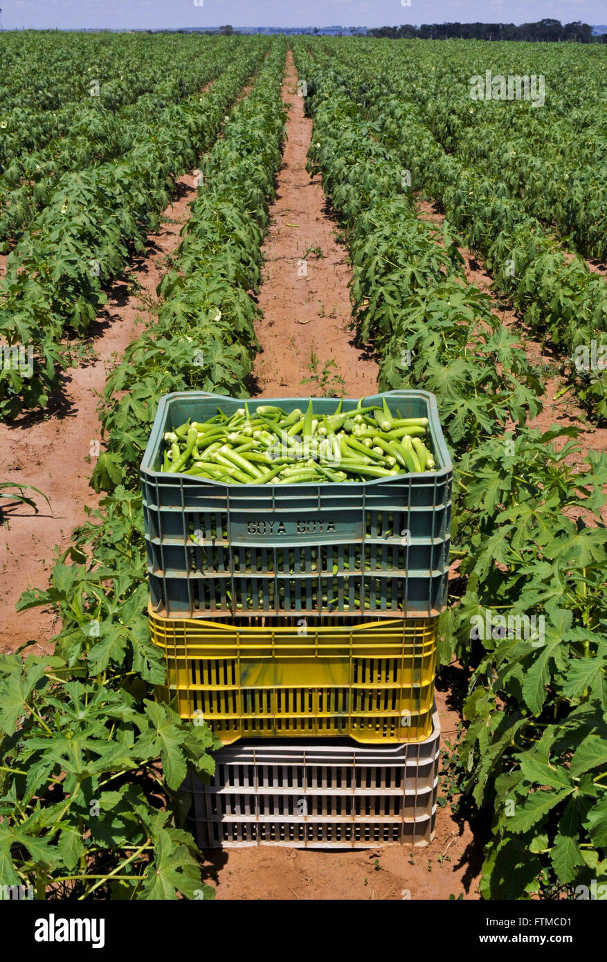 Okra field hi-res stock photography and images - Alamy