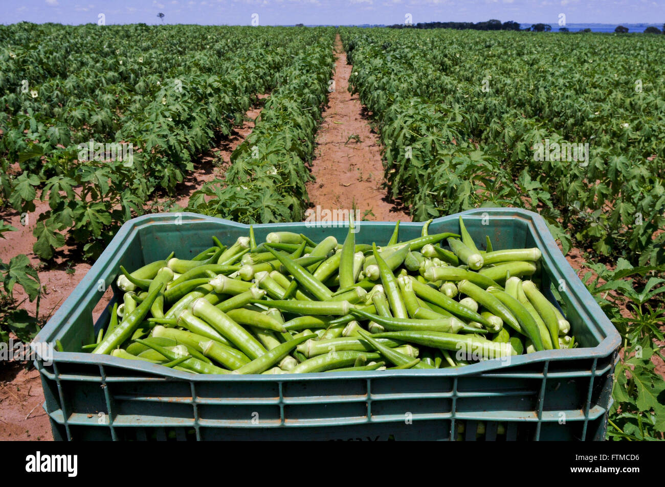 Okra field hi-res stock photography and images - Alamy