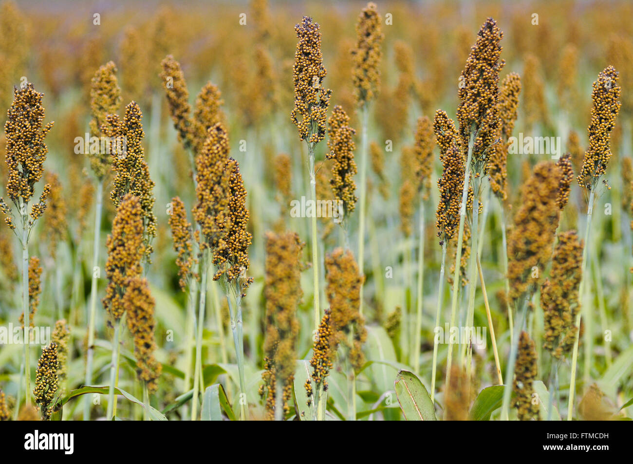 Sorghum hi-res stock photography and images - Alamy