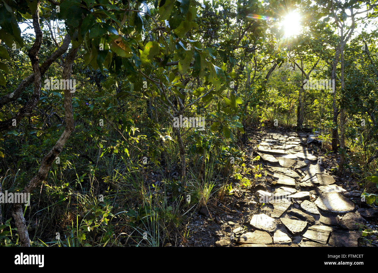 Vegetation and track hi-res stock photography and images - Alamy