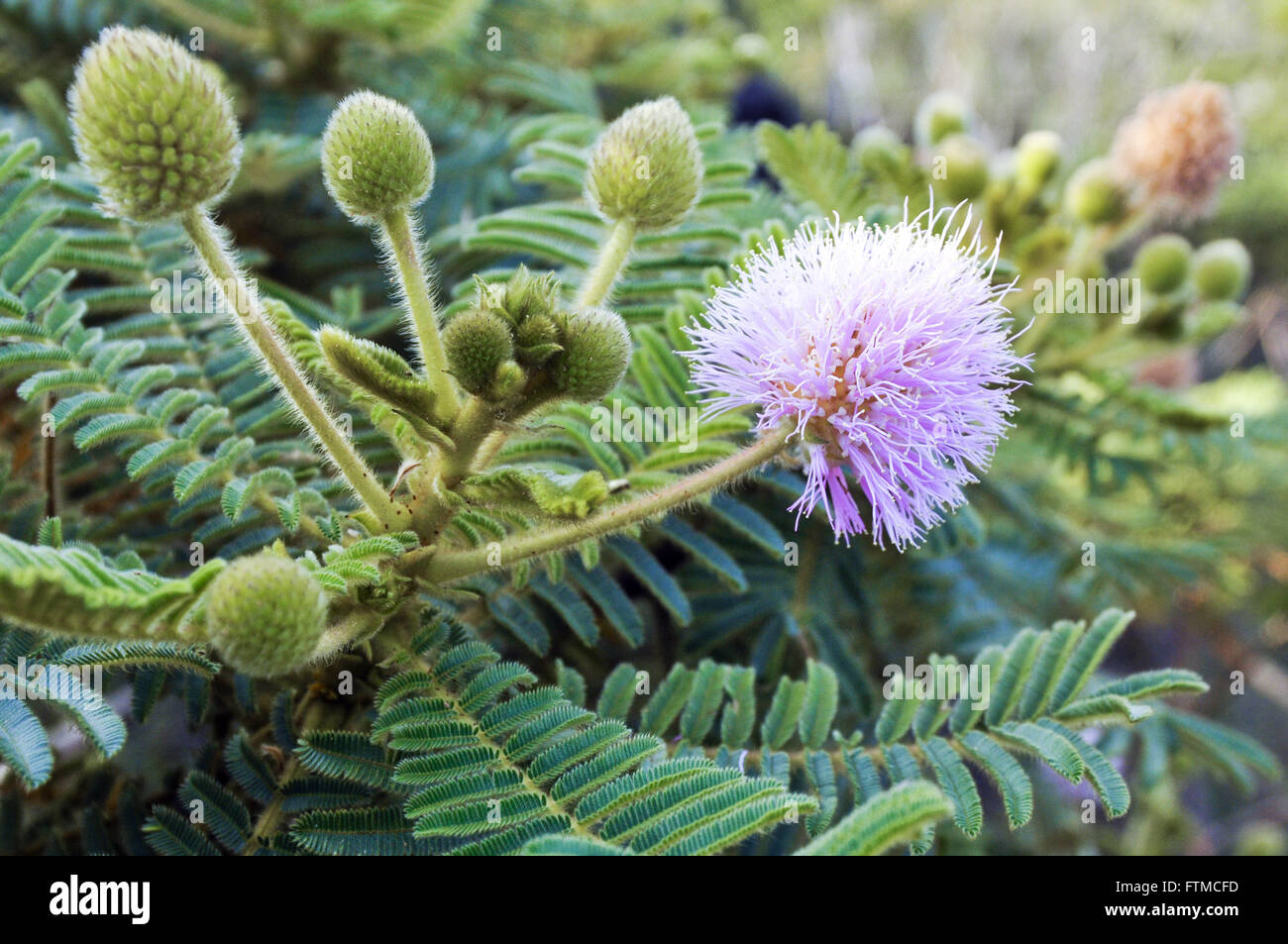 Calliandra hi-res stock photography and images - Alamy