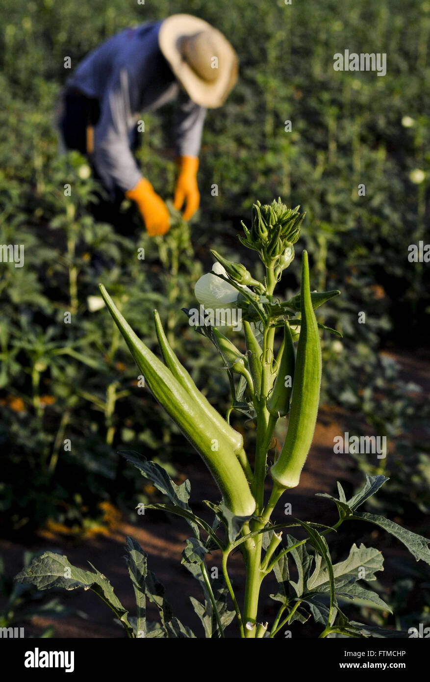 Okra field hi-res stock photography and images - Alamy