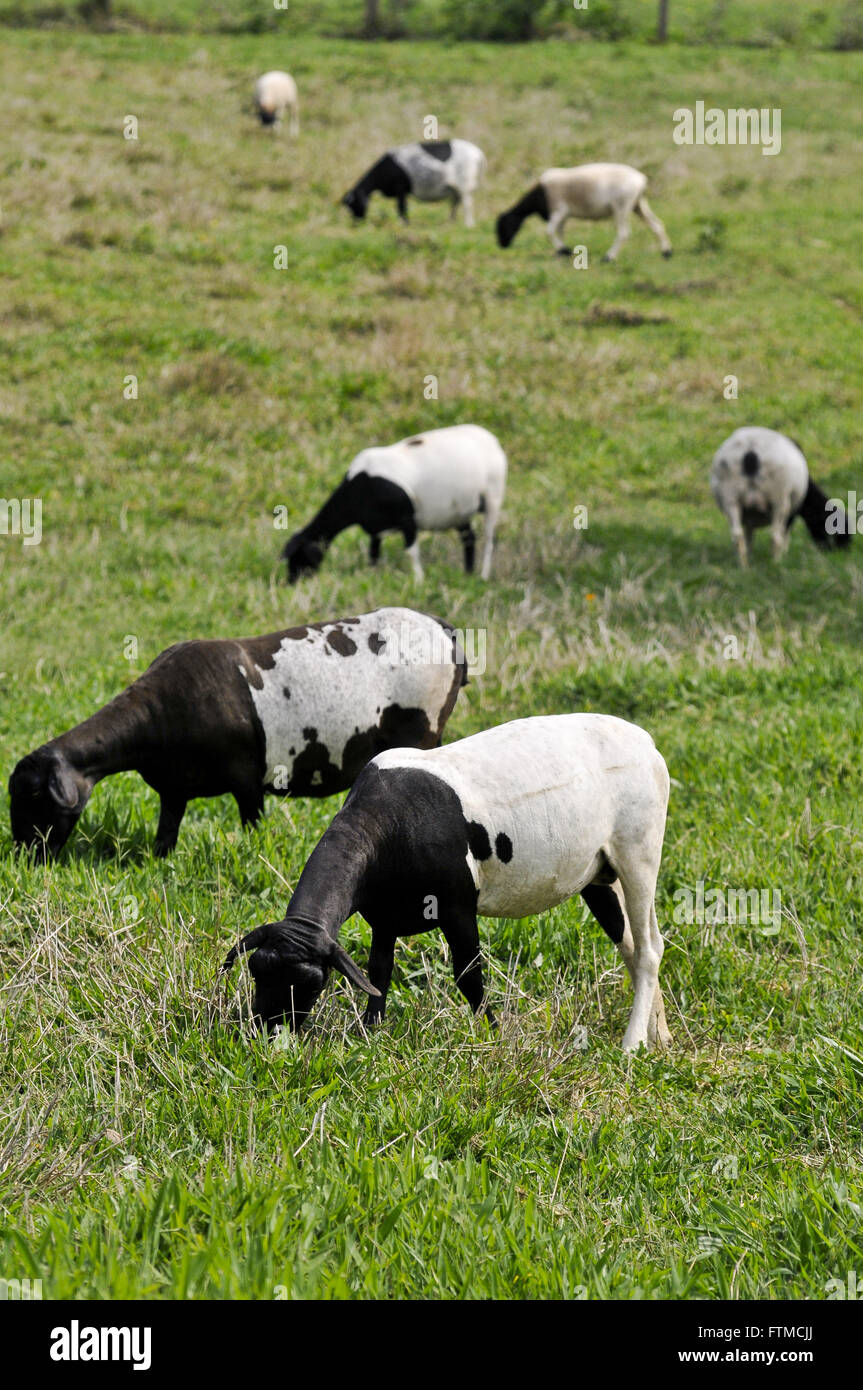 Crossbred Dorper sheep matrices with Santa Ines in rural Stock Photo ...