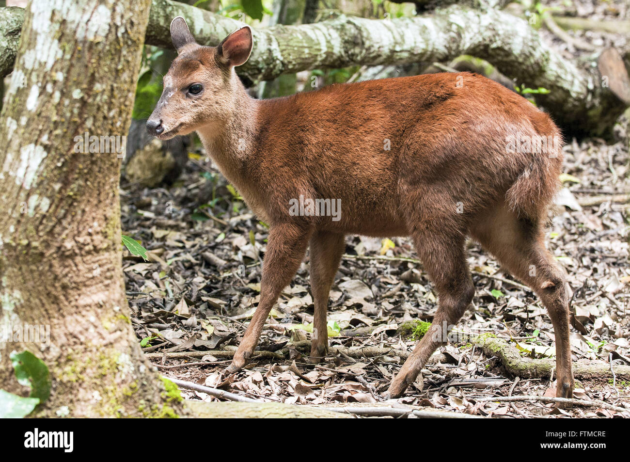 Bororo hi-res stock photography and images - Alamy