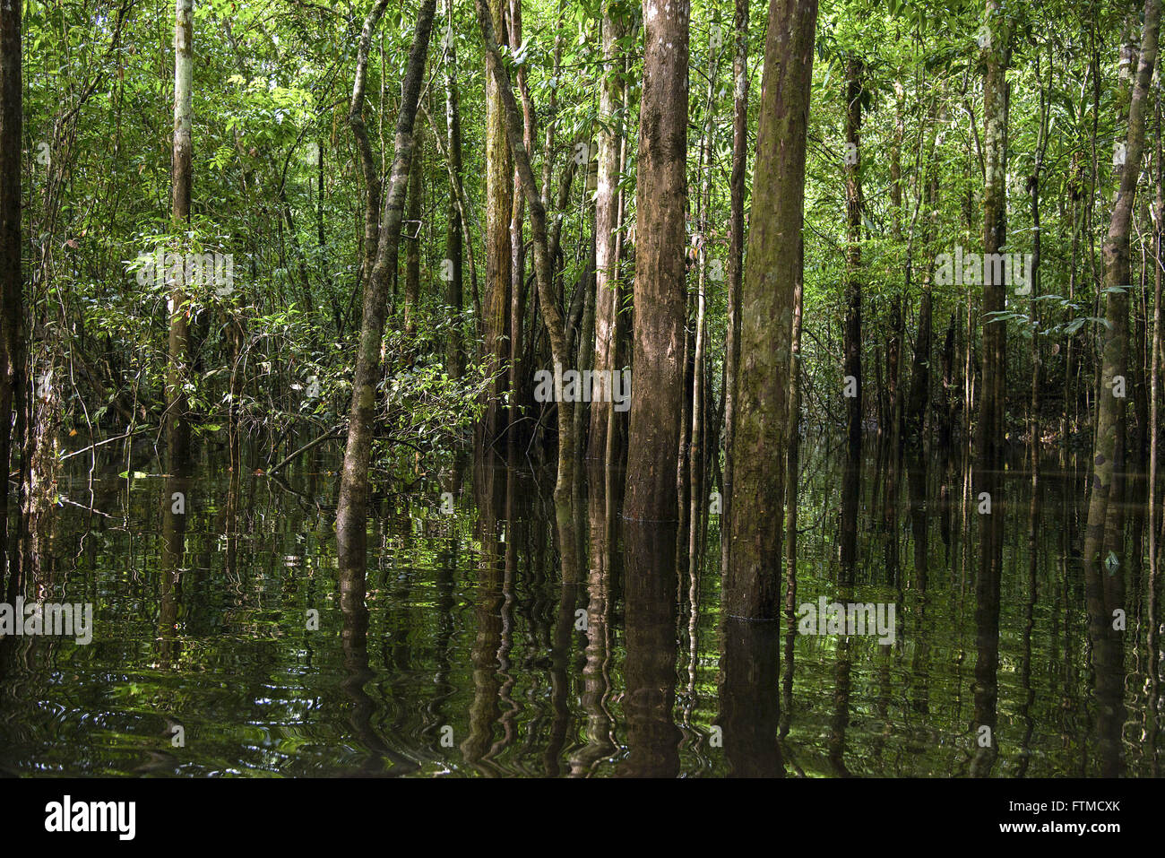Stream in the Juruena river - the Sao Manoel de Barra region of the ...