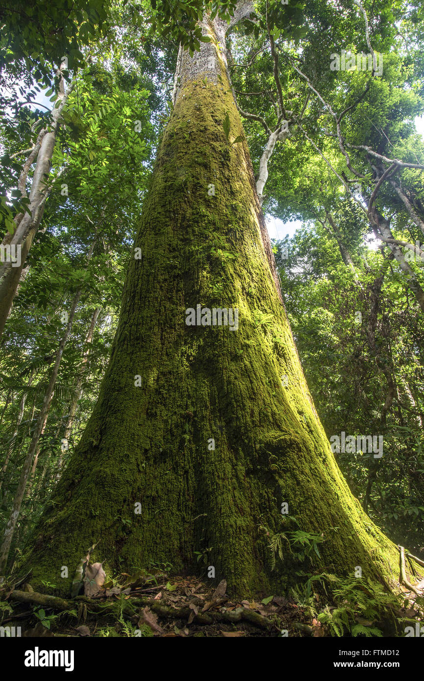 Castanheira na floresta amazonica - localizada na RPPN Cristalino Stock ...