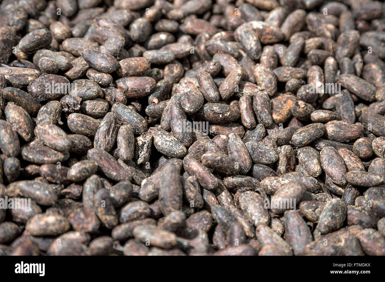 Cocoa seeds dried Stock Photo - Alamy