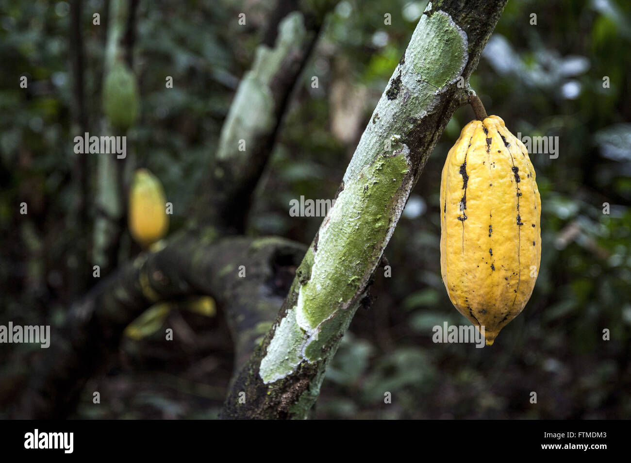 Latin America Cocoa Stock Photos & Latin America Cocoa Stock Images - Alamy