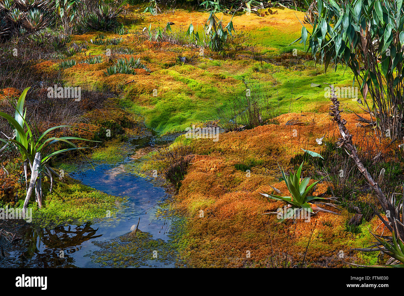 Endemic vegetation of Mount Roraima Stock Photo - Alamy