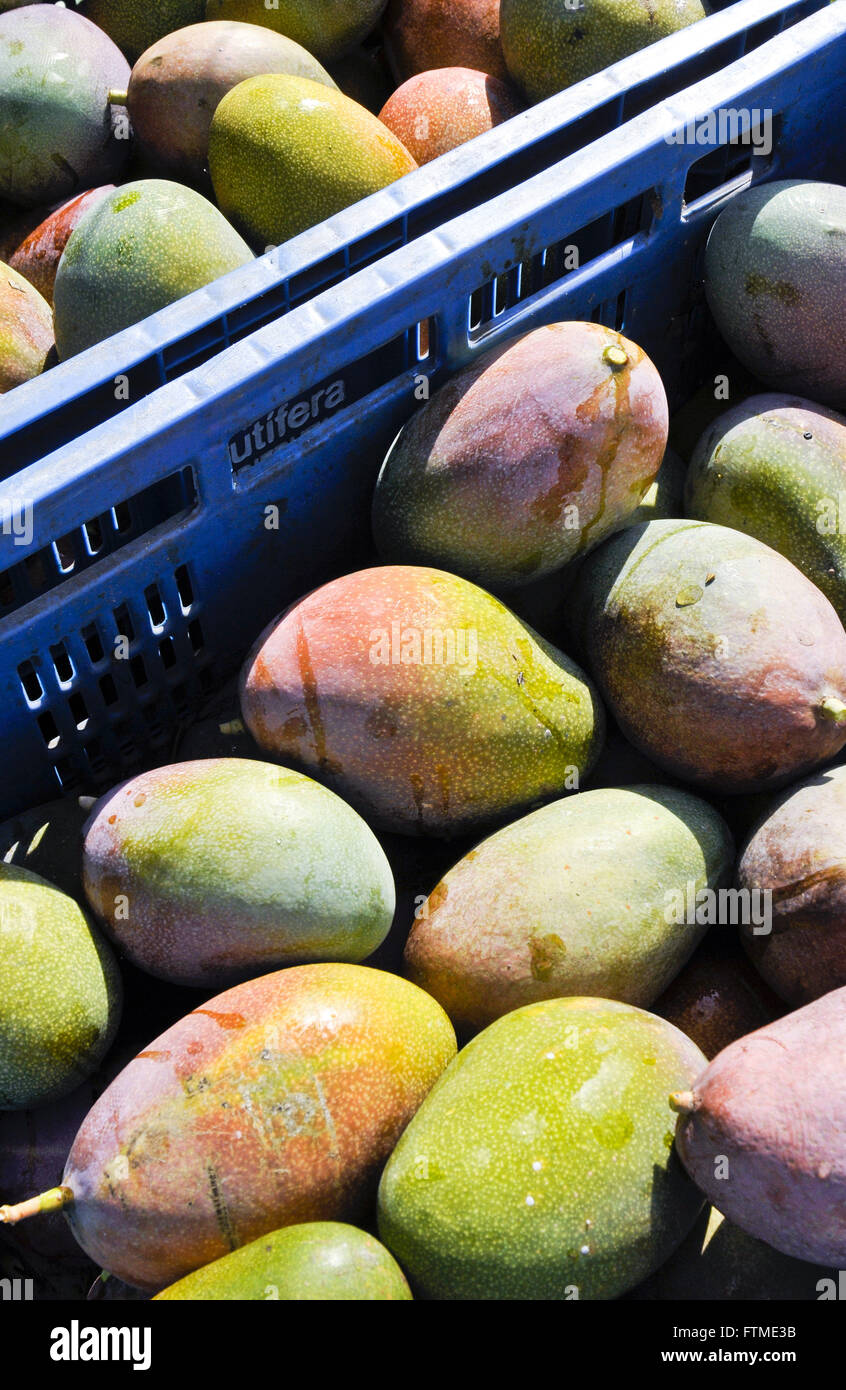 Mangoes hi-res stock photography and images - Alamy
