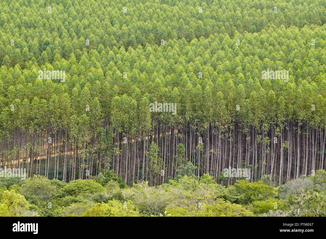 Plantation of eucalyptus Stock Photo - Alamy
