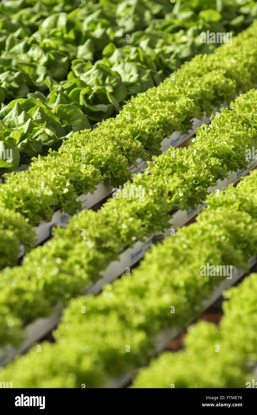 Hydroponic production of lettuce Salanova also called mini lettuce ...