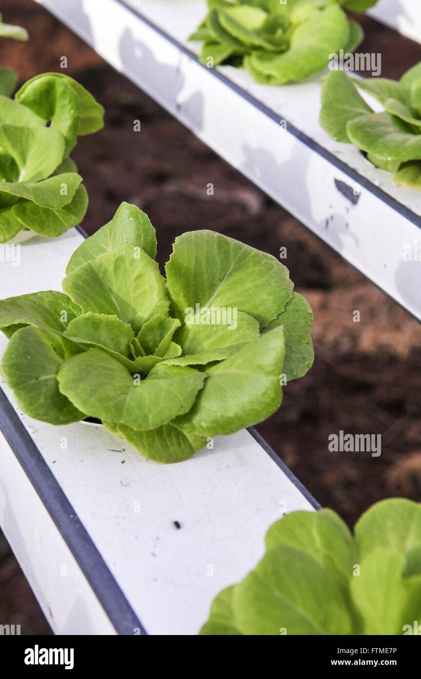 Lettuce production hi-res stock photography and images - Alamy
