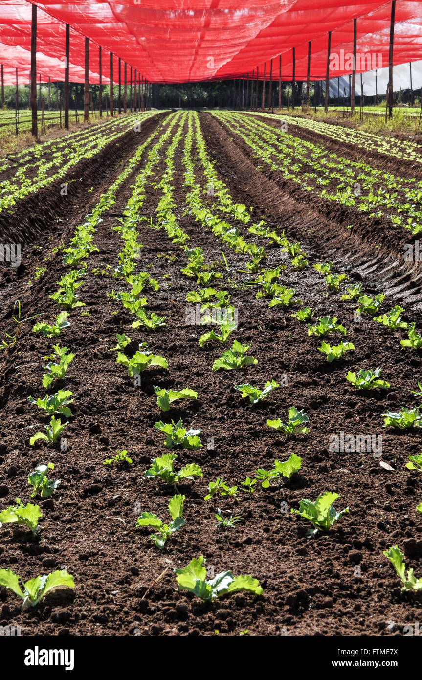 Healthy eating in production hi-res stock photography and images - Alamy