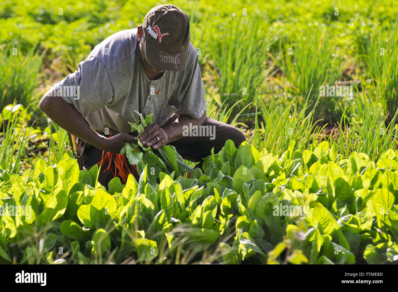 Farm worker harvesting chicory Stock Photo - Alamy