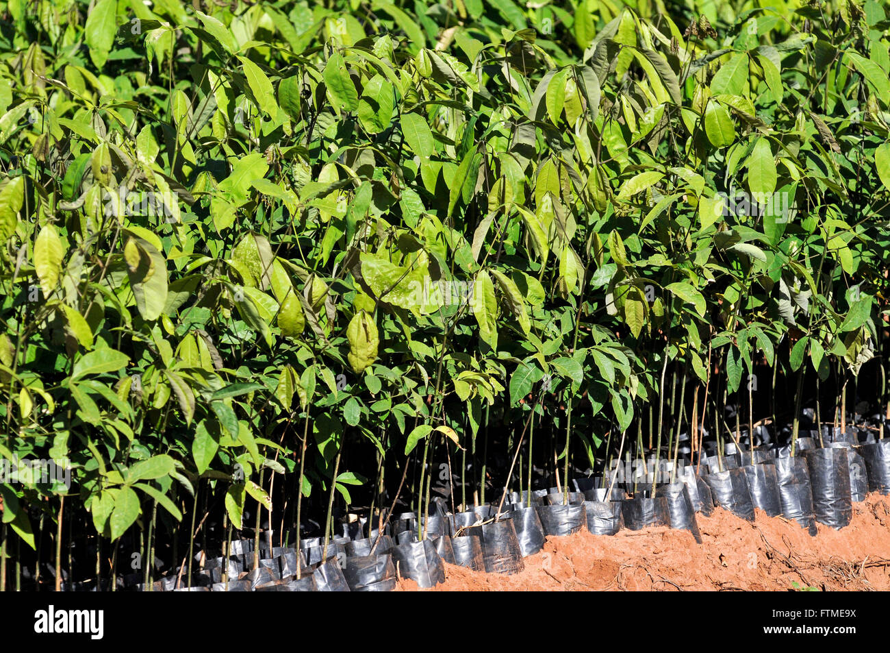 Seedlings of rubber trees Stock Photo - Alamy