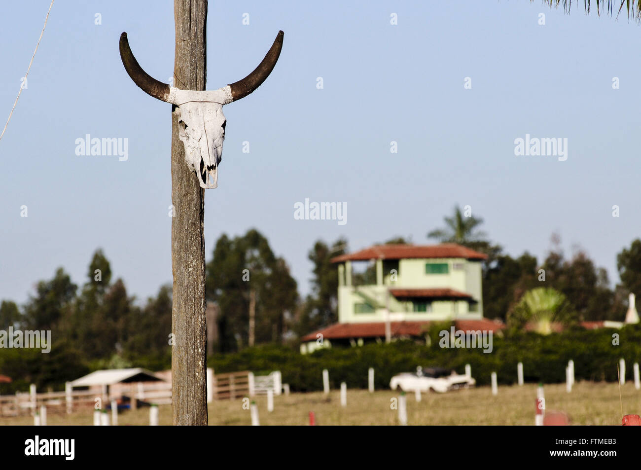 Ox head hi-res stock photography and images - Alamy