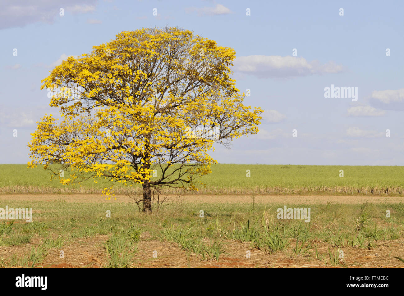 Tabebuia hi-res stock photography and images - Alamy
