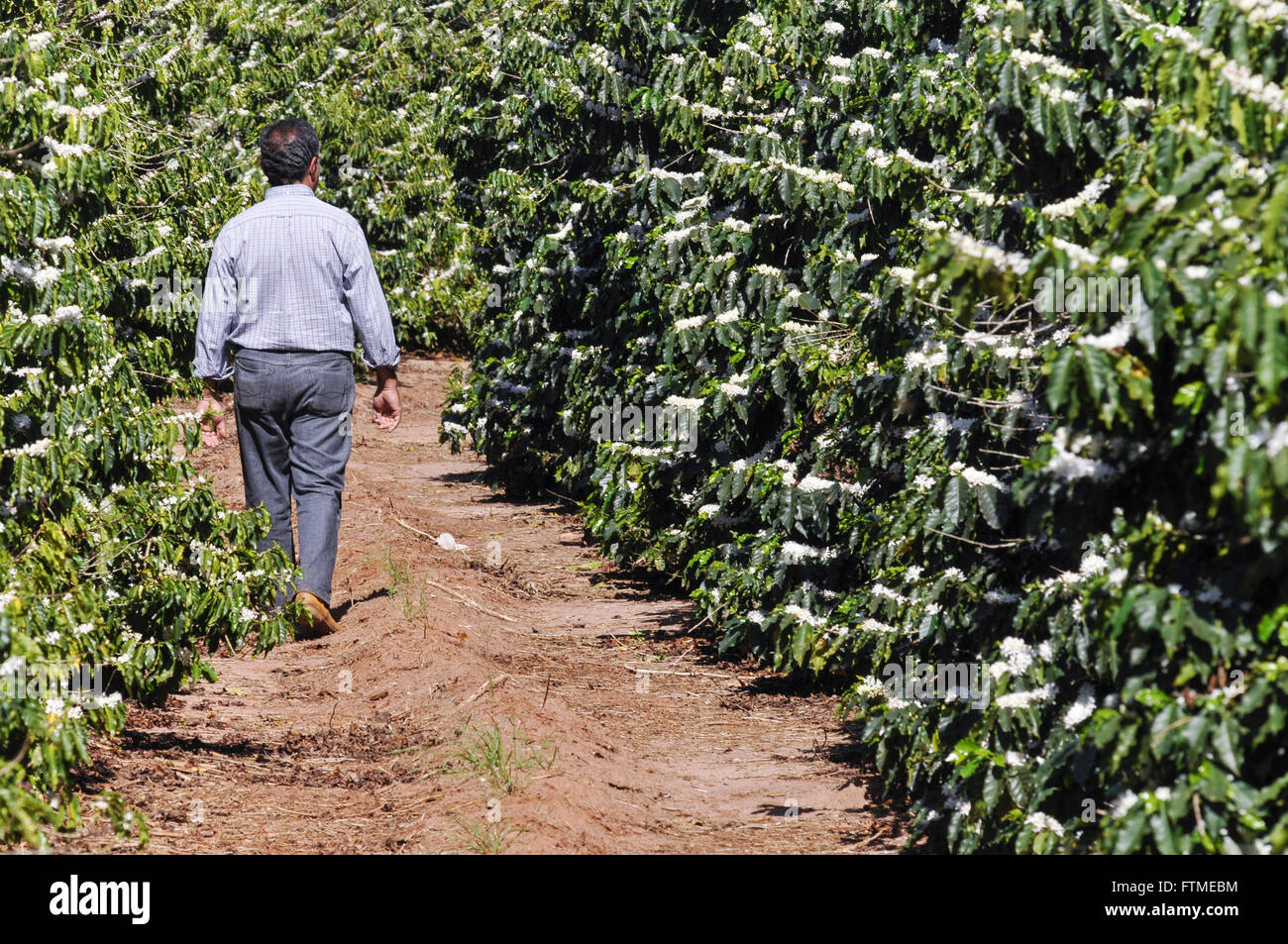 Farmer path through the ground coffee plantation during flowering Stock ...