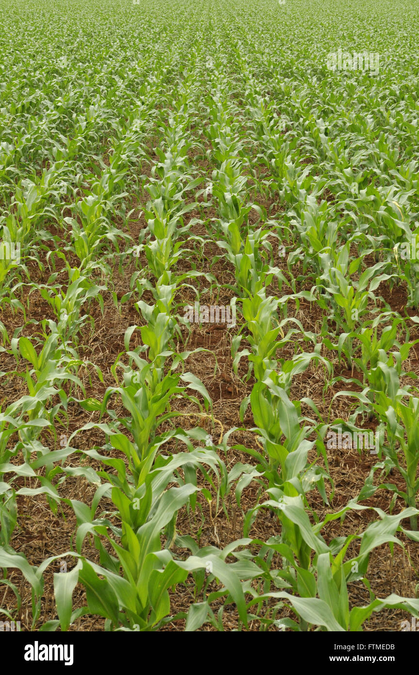 Grain planting plants hi-res stock photography and images - Alamy