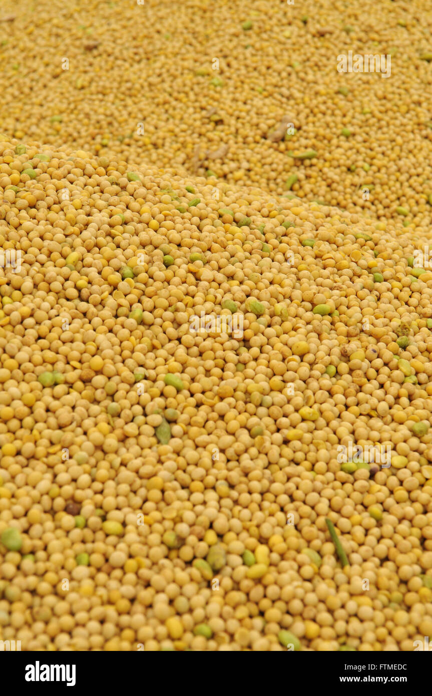 Yellow soybeans hi-res stock photography and images - Alamy