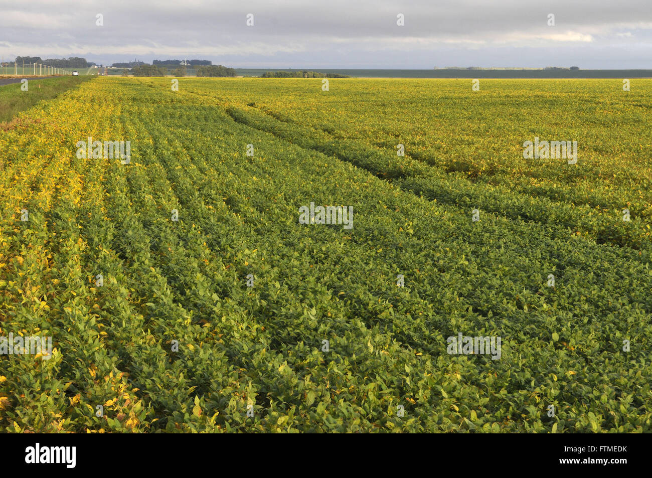 Green soy plantation hi-res stock photography and images - Alamy