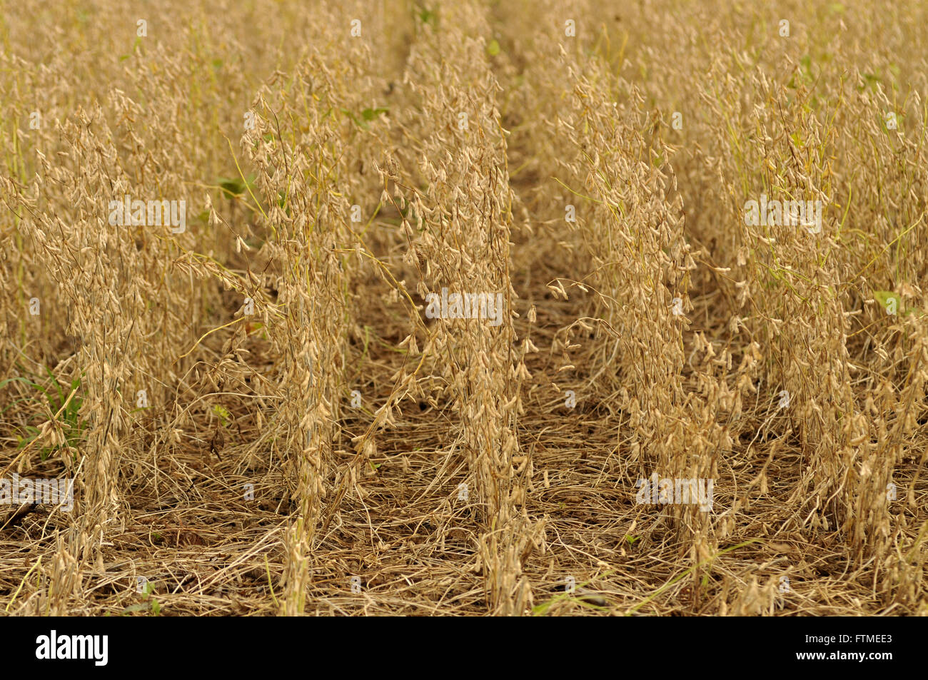 Soy frame hi-res stock photography and images - Alamy