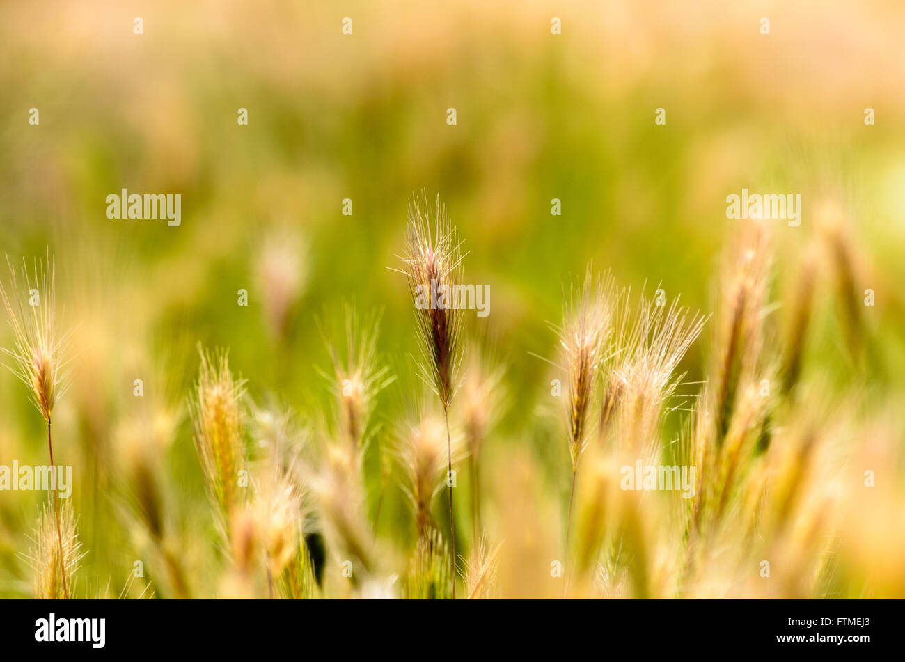 Golden grass field hi-res stock photography and images - Alamy