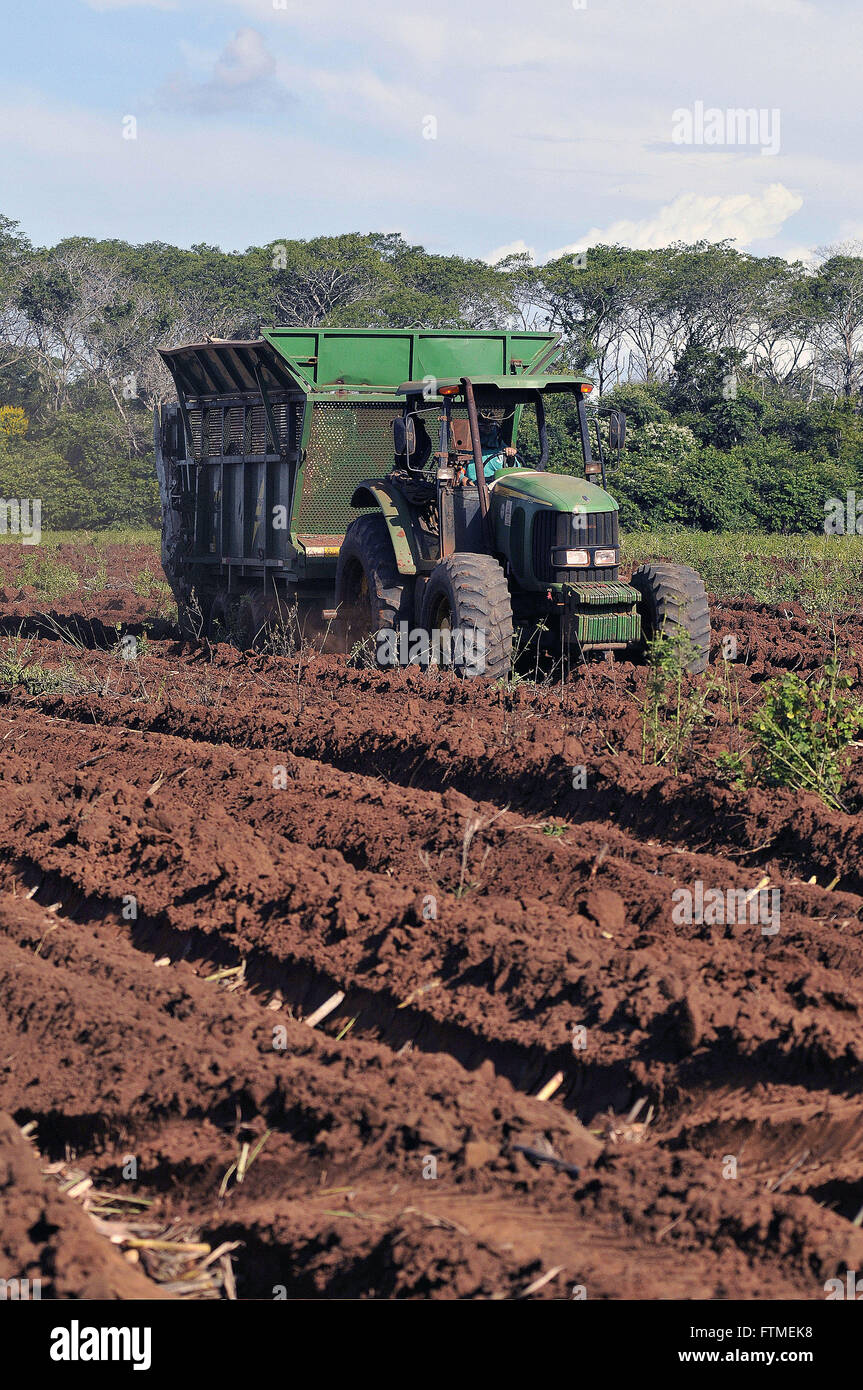 Mechanized planting of cane sugar Stock Photo - Alamy