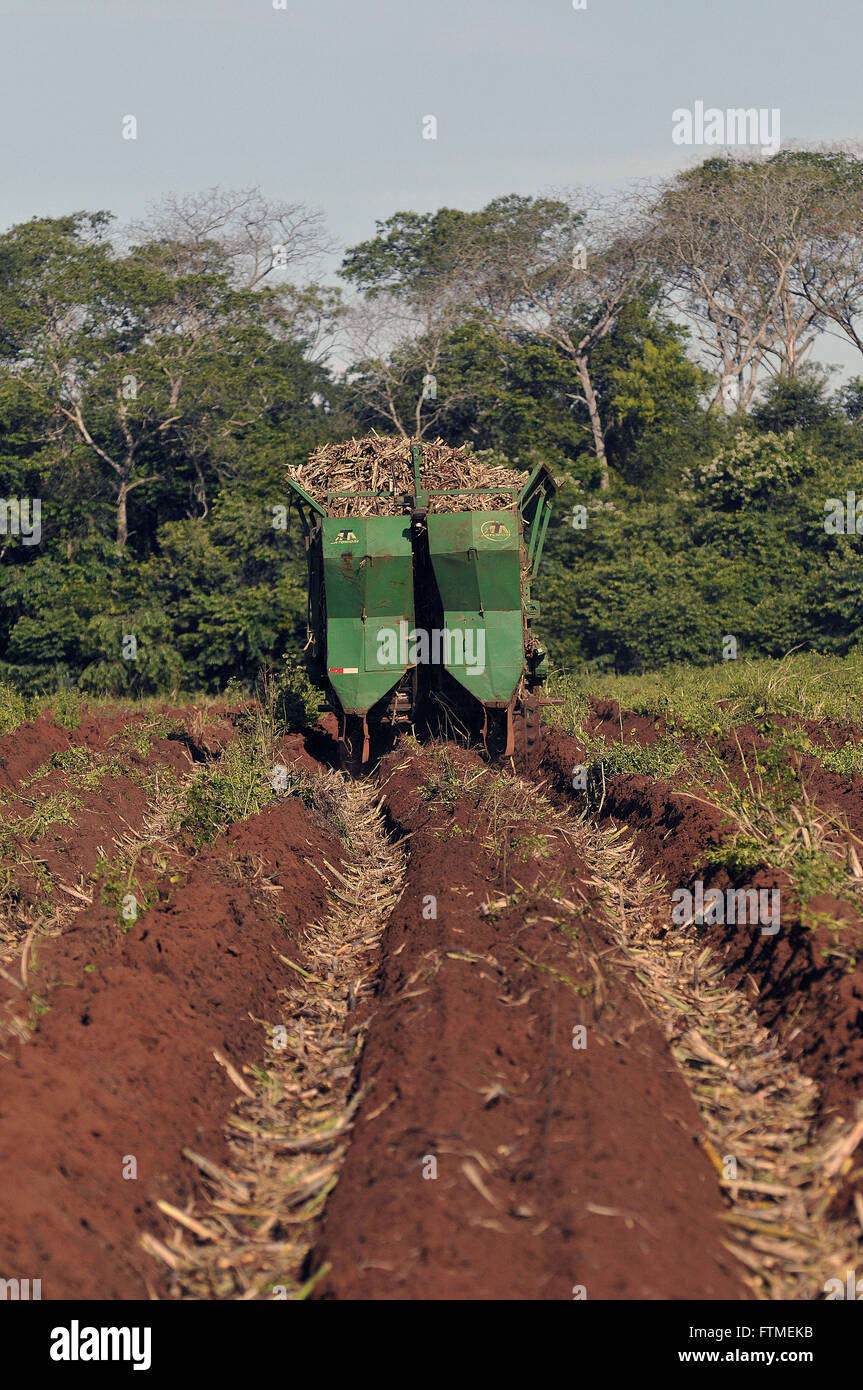 Mechanized planting of cane sugar Stock Photo - Alamy