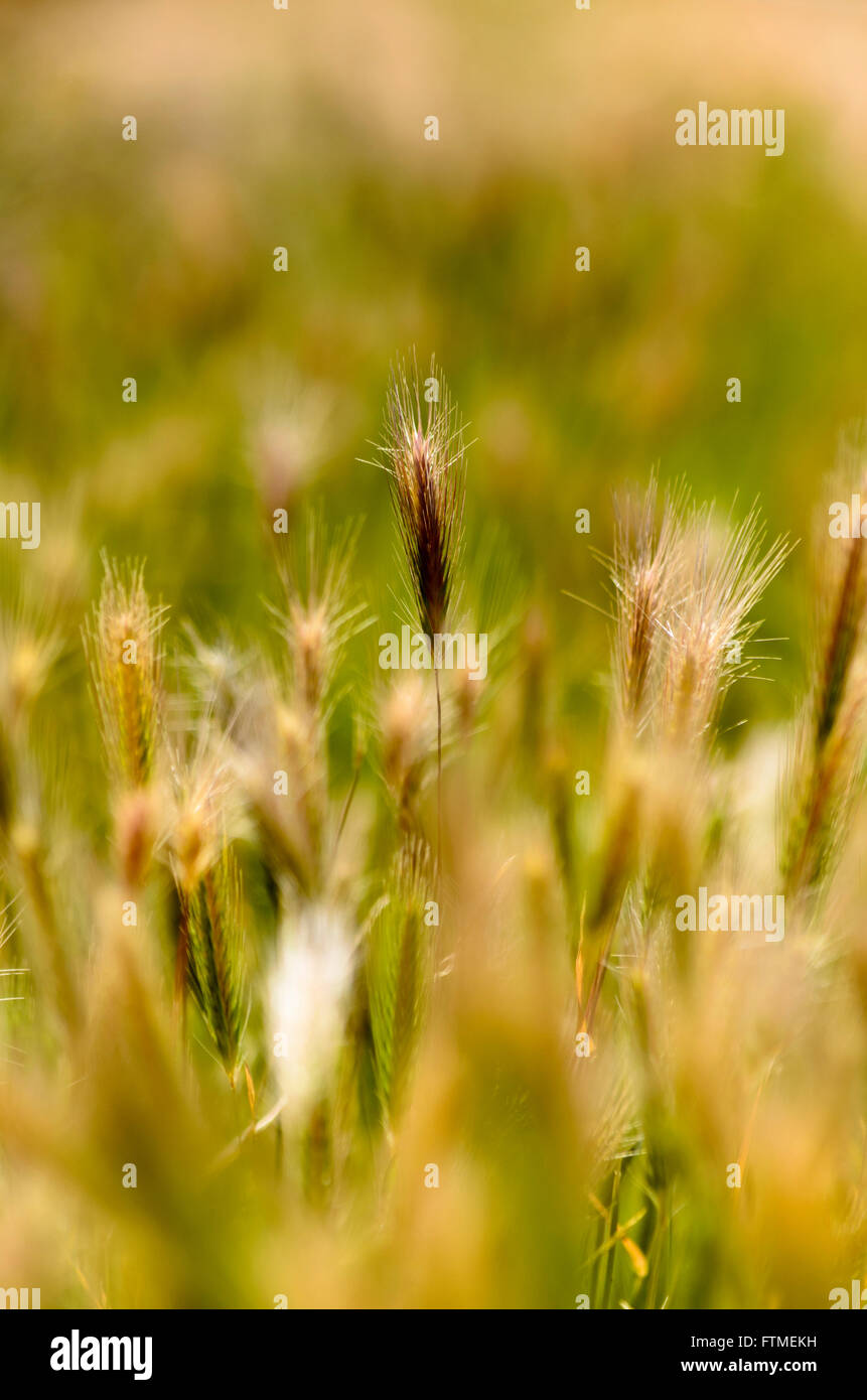 Seeding nature hi-res stock photography and images - Alamy