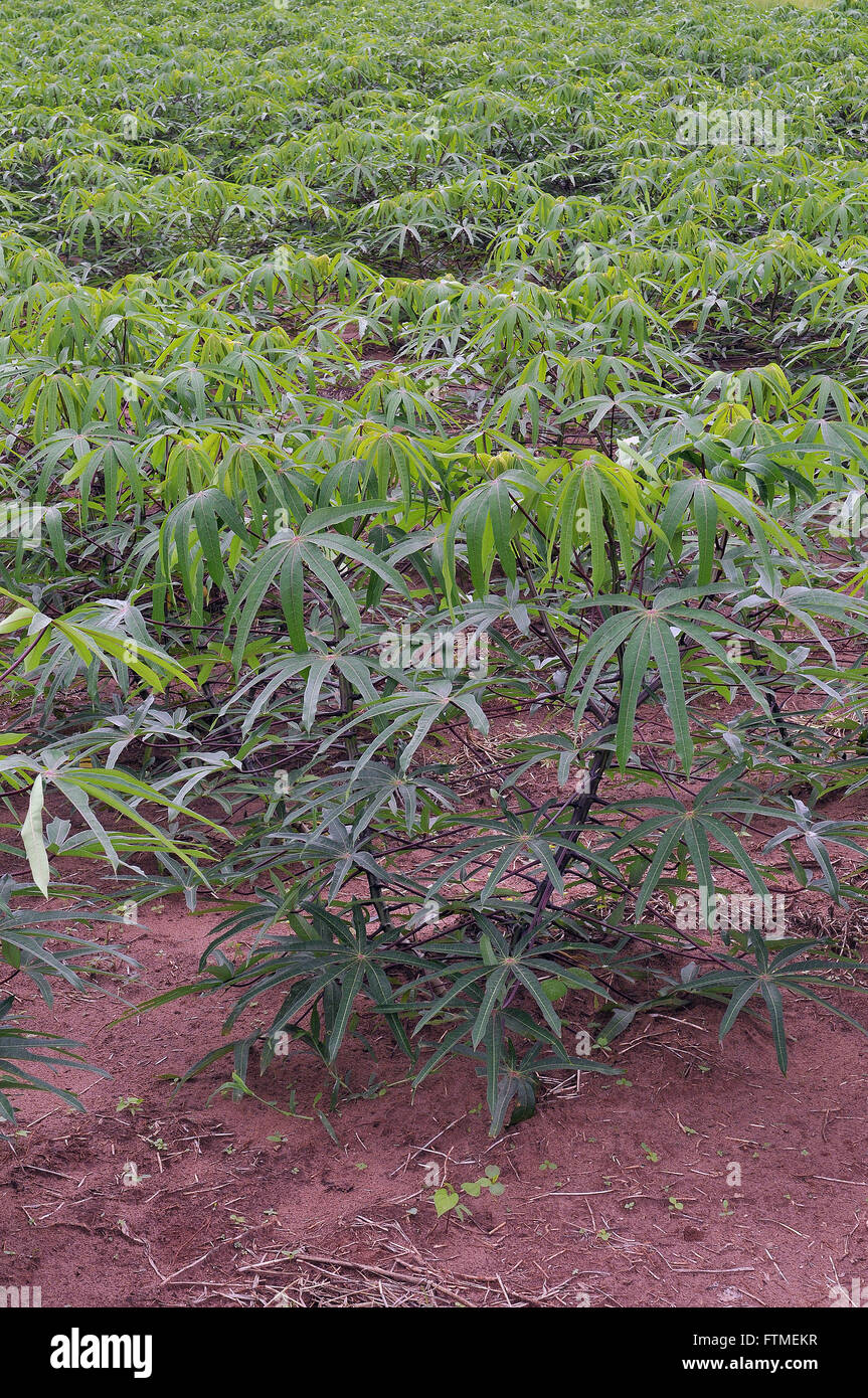 Cassava plant hi-res stock photography and images - Alamy