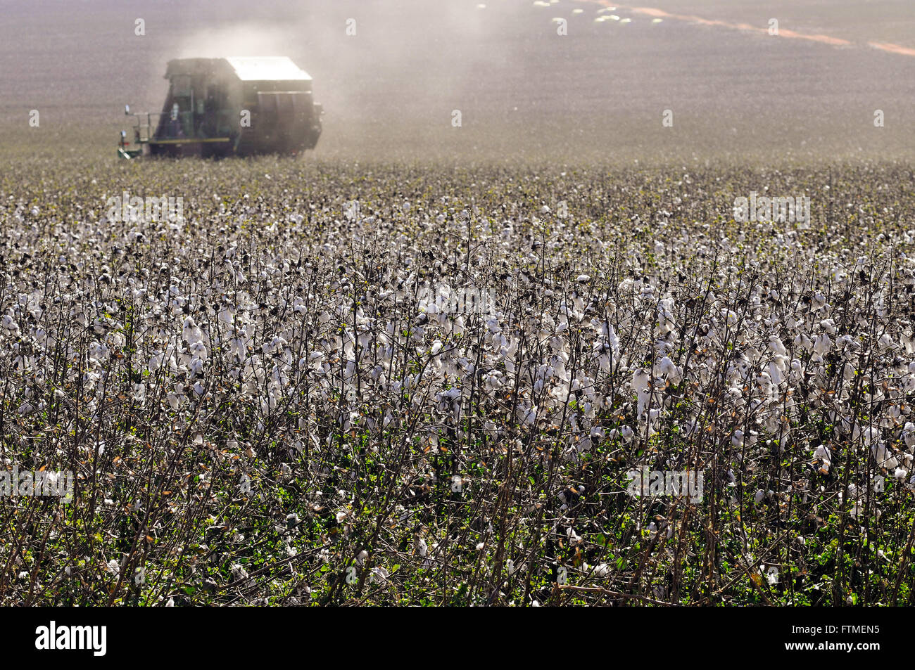 Combine advanced technology used in harvesting the cotton Stock Photo ...