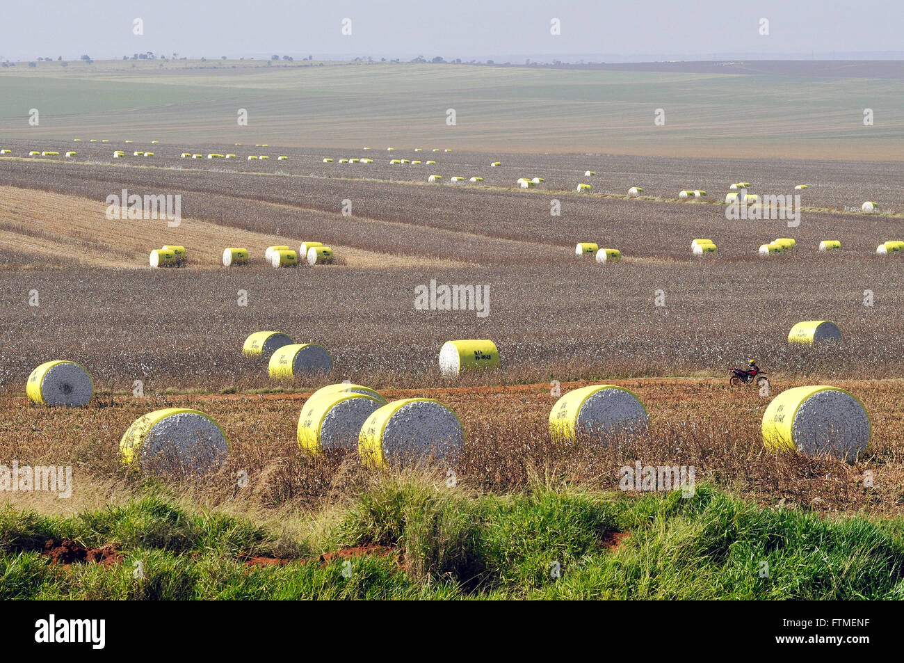 Pressed bales of cotton in the field by own harvester Stock Photo - Alamy