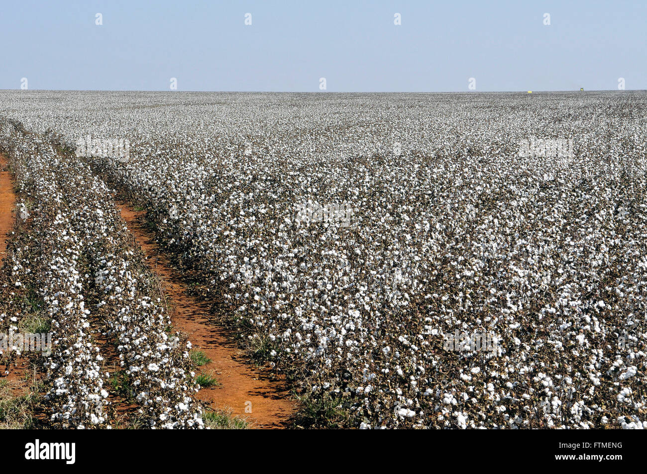 Cotton planting hi-res stock photography and images - Alamy