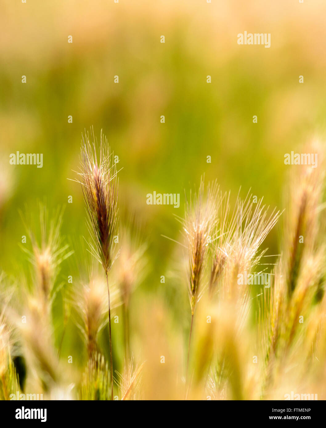 Golden grass hi-res stock photography and images - Alamy