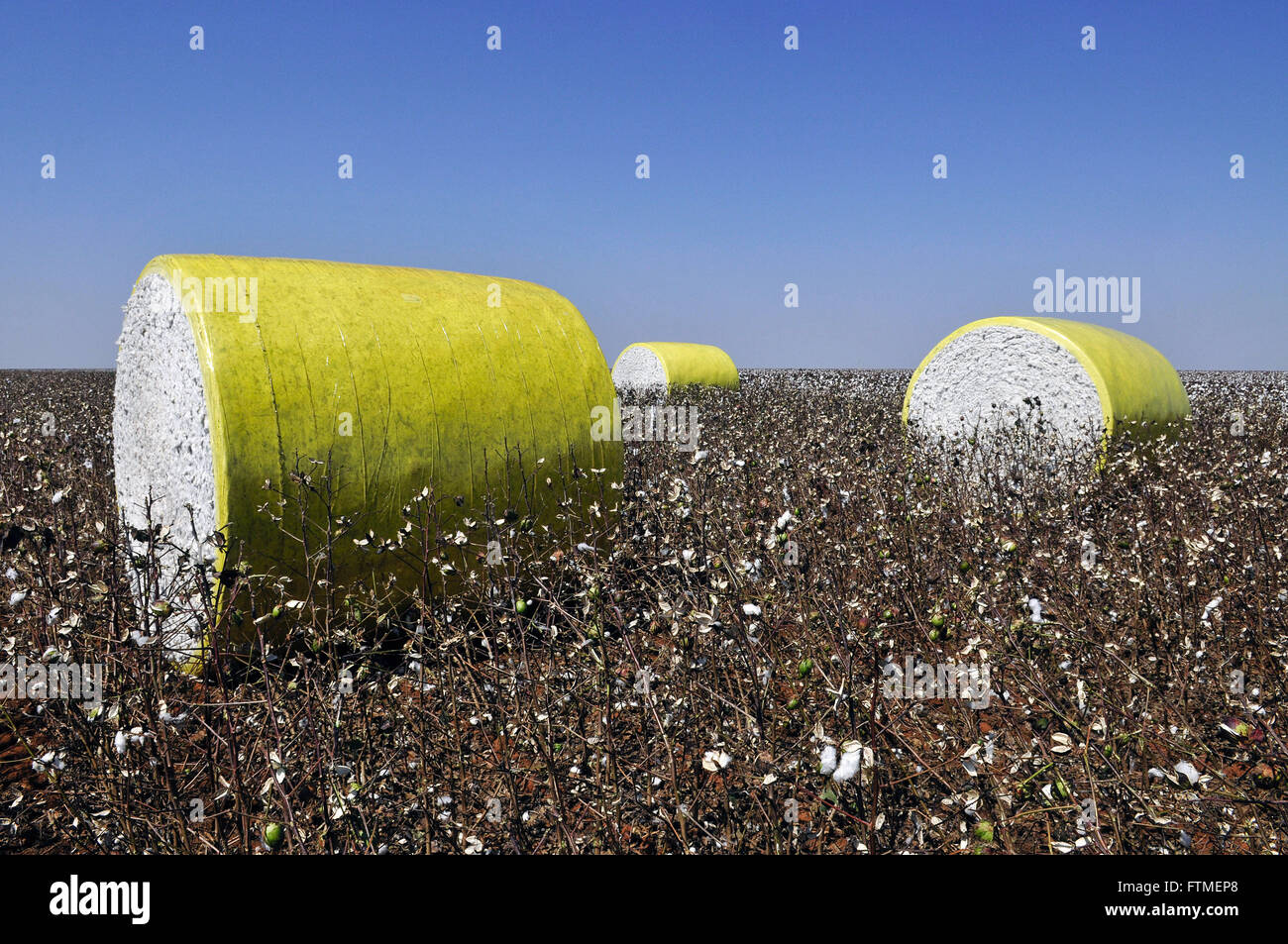 Pressed bales of cotton harvester by advanced technology Stock Photo ...