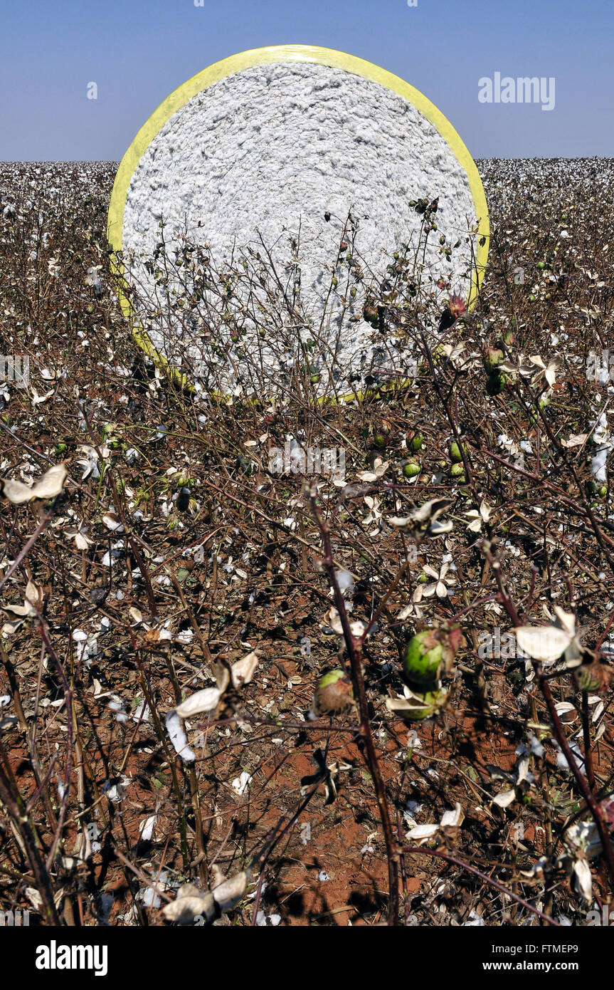 Cotton harvester hi-res stock photography and images - Alamy