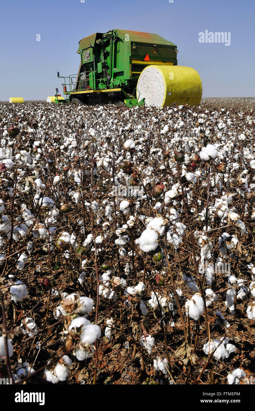 Planting of cotton and combine advanced technology Stock Photo - Alamy