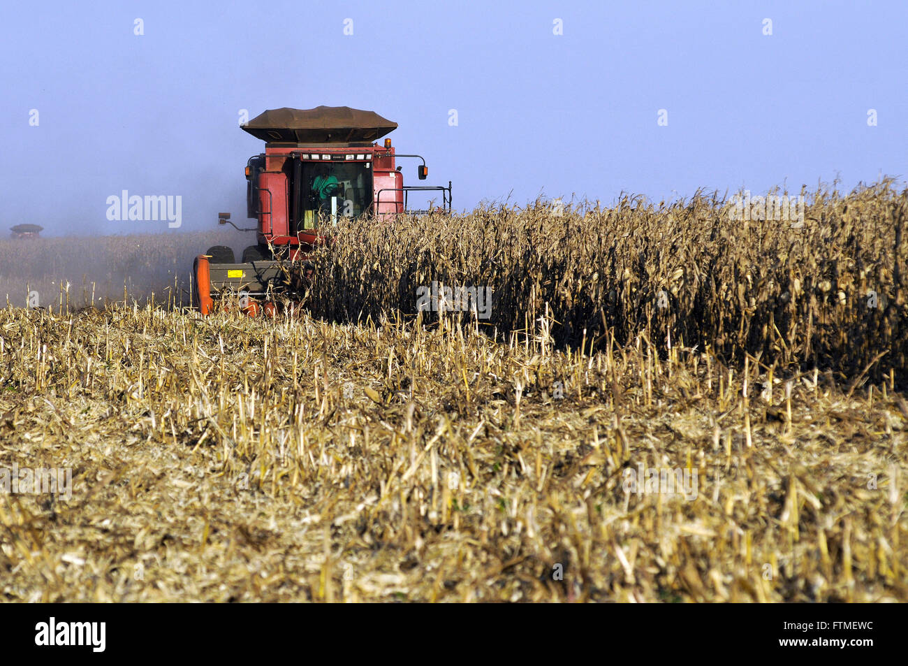 Combine harvesting corn Stock Photo - Alamy