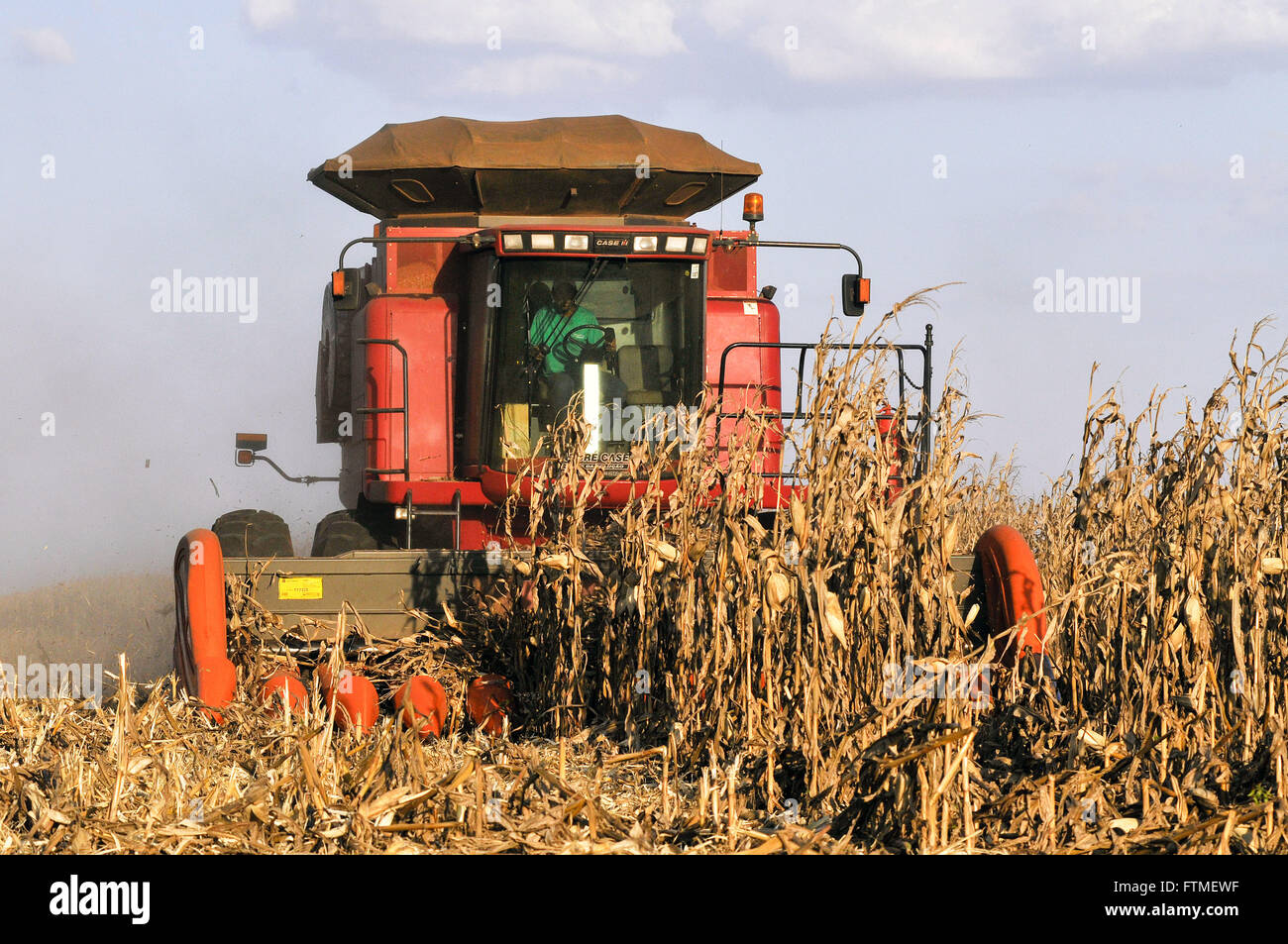 Combine harvesting corn Stock Photo - Alamy