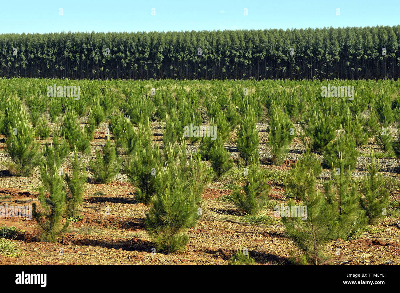 Tree plantation background hi-res stock photography and images - Alamy