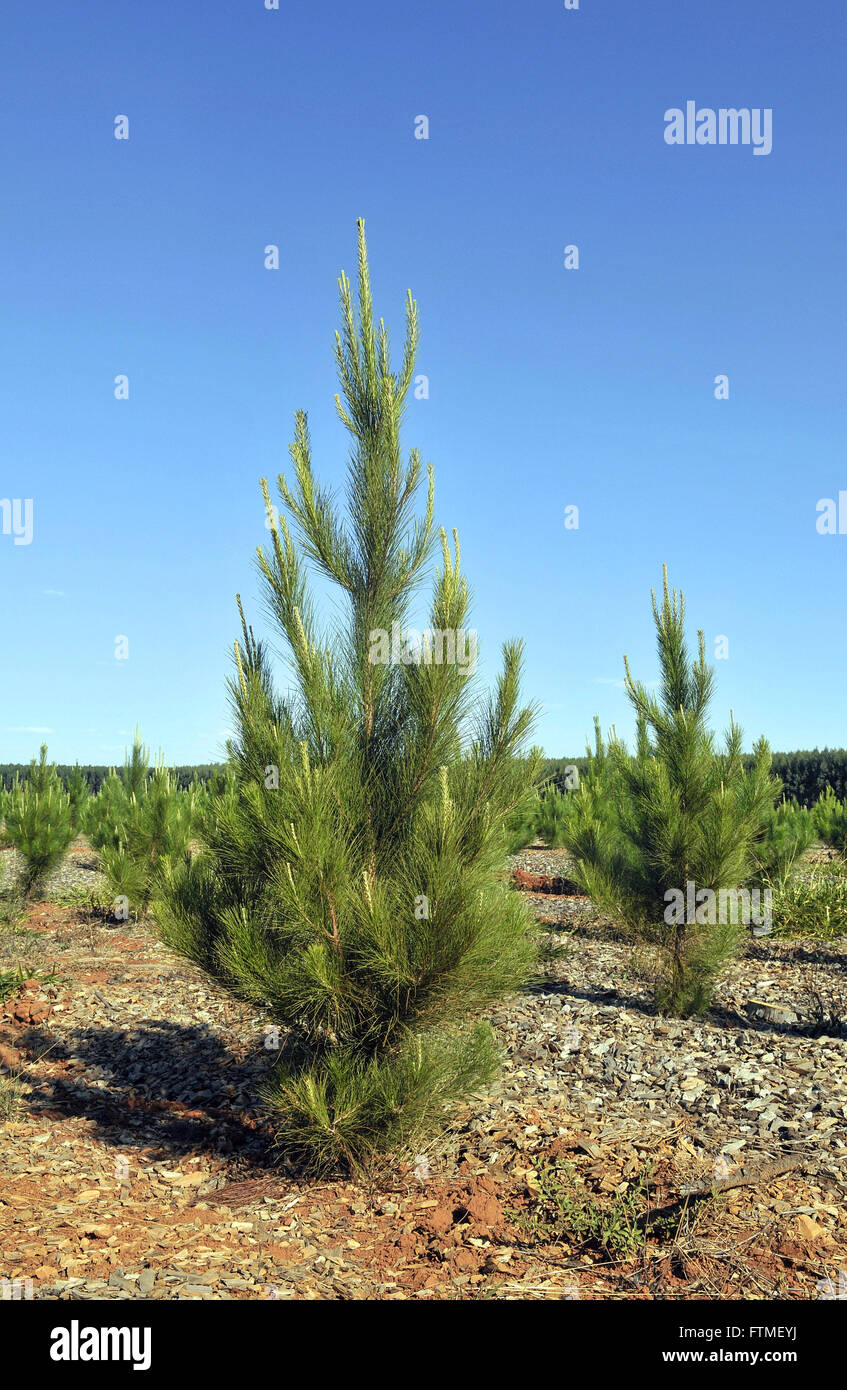 Plantation timber hi-res stock photography and images - Alamy