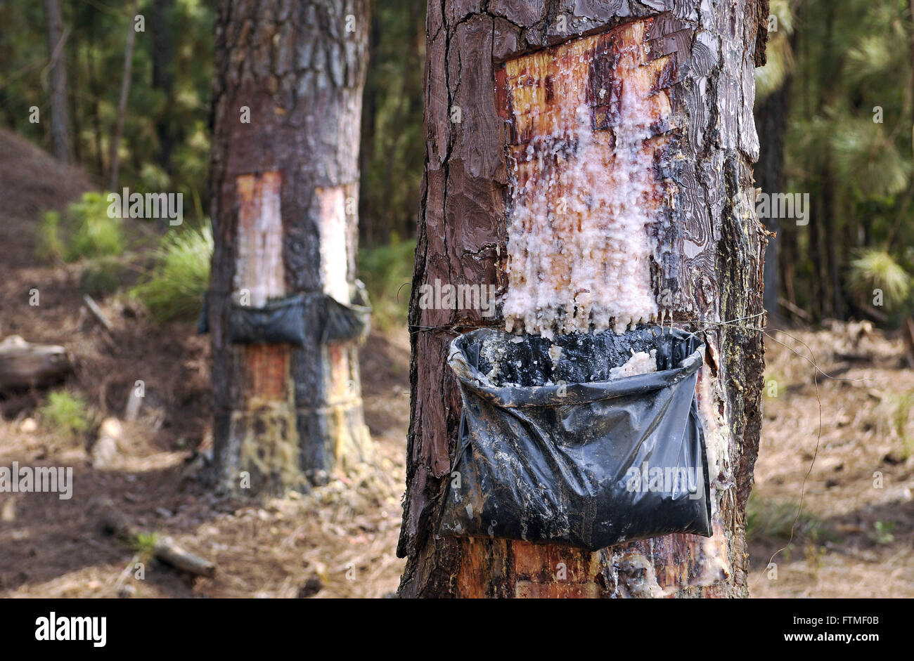 Resin hi-res stock photography and images - Alamy