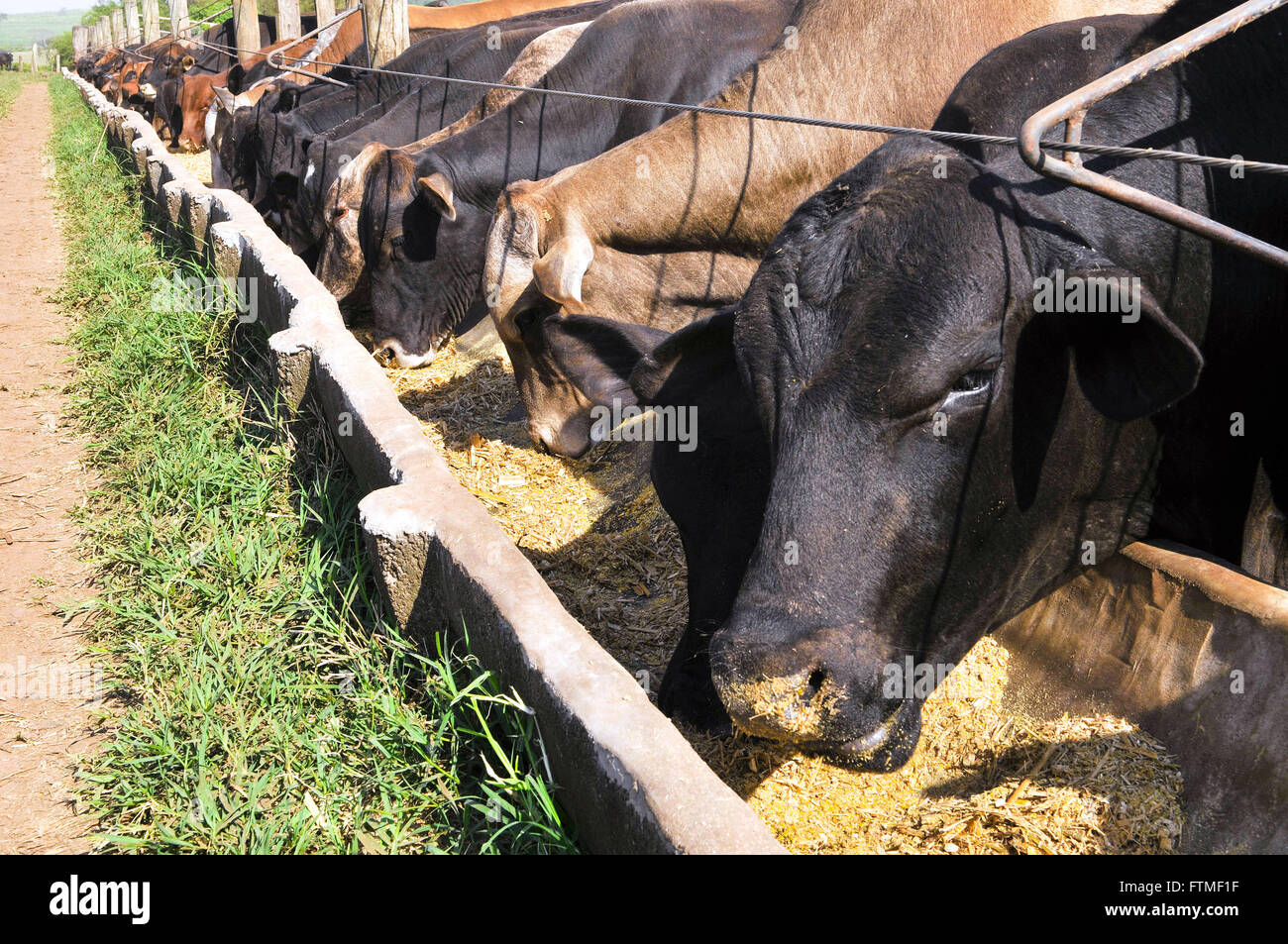 Crossbred steers in feedlots eating the trough Stock Photo - Alamy