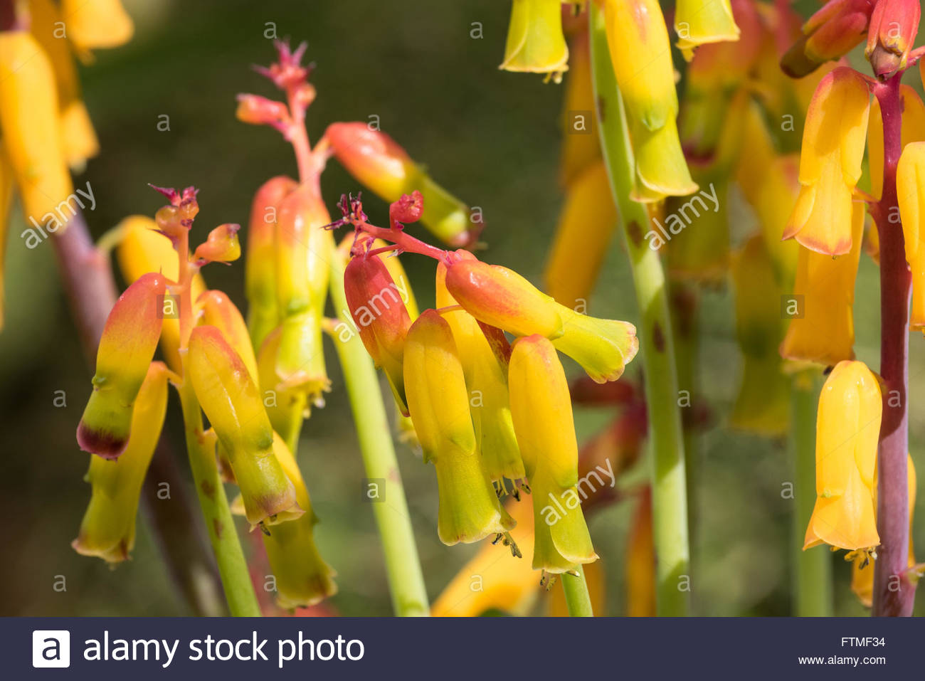 Lachenalia Stock Photos & Lachenalia Stock Images - Alamy