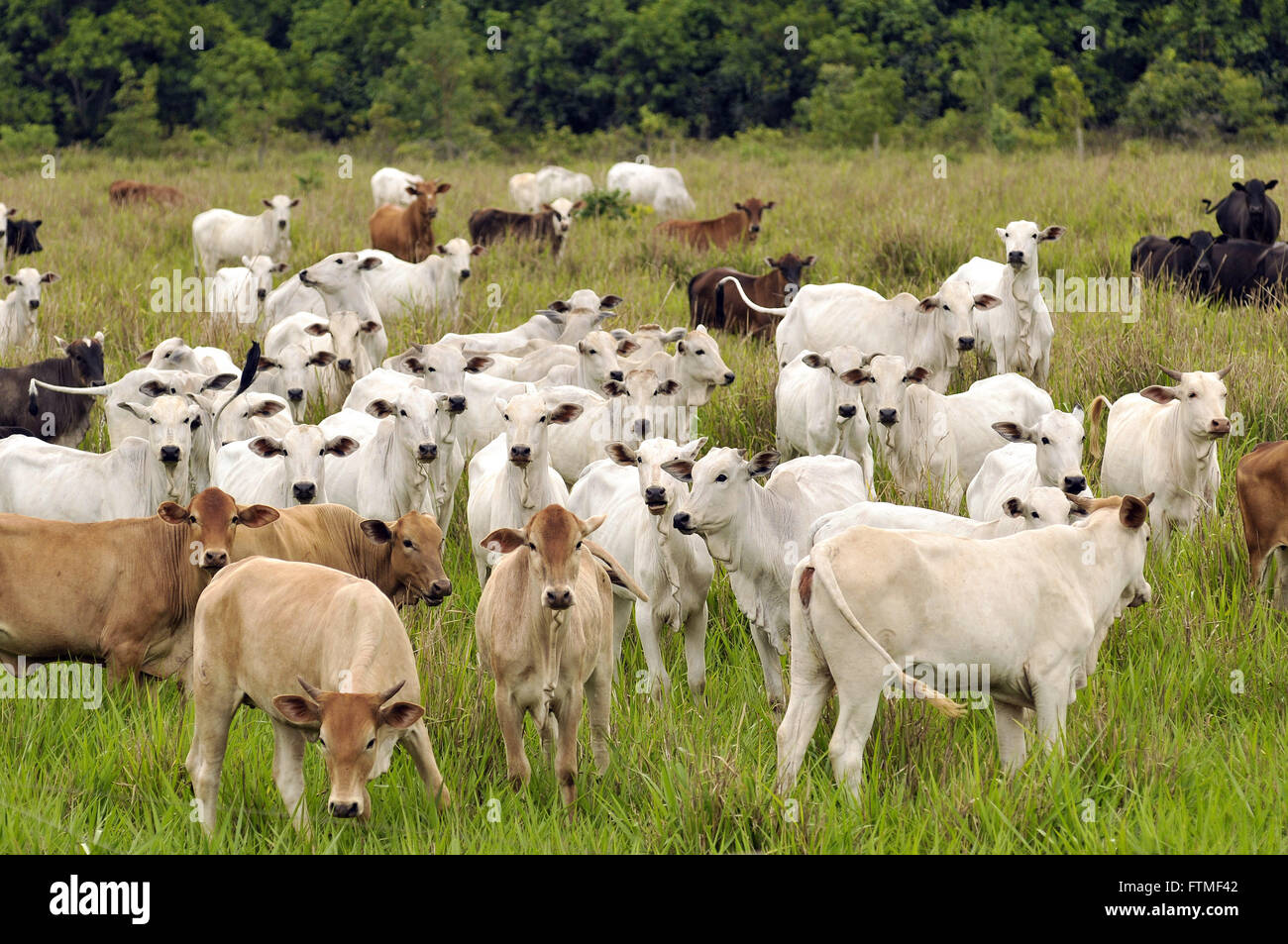 Steers scene hi-res stock photography and images - Alamy