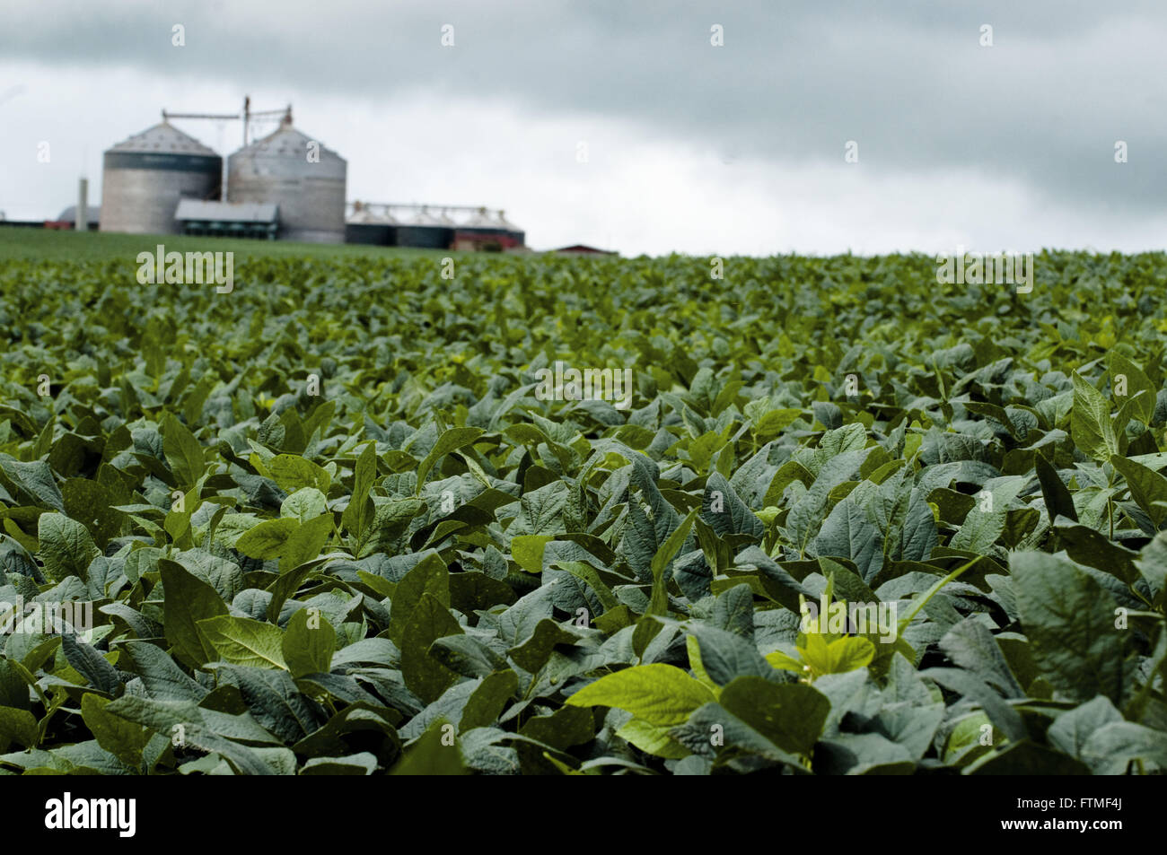 Silo grain and soybean plantation in a rural area of Sierra de Maua in ...